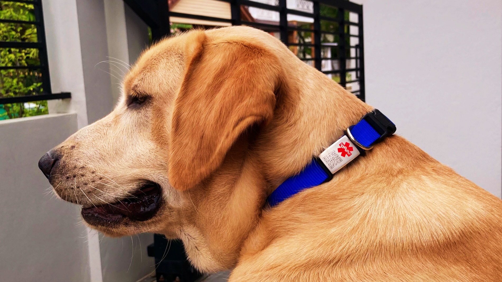 Pets ID Tag With QR Code - Emergency ID Tag With QR Code To Access ...